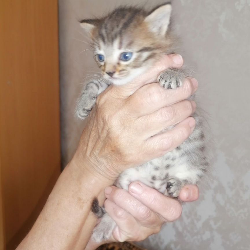 Сибирский котёнок