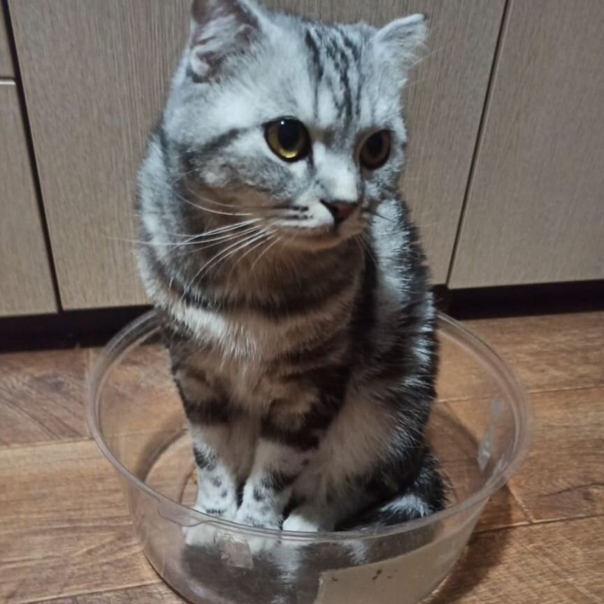 Шотландская кошка в дар