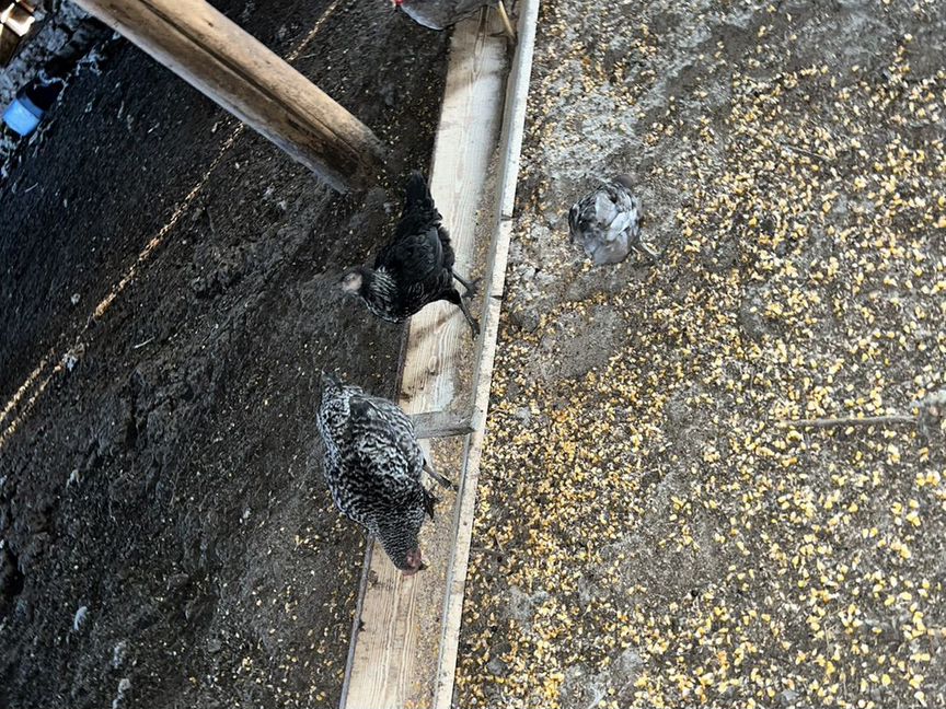 Циплята несушки