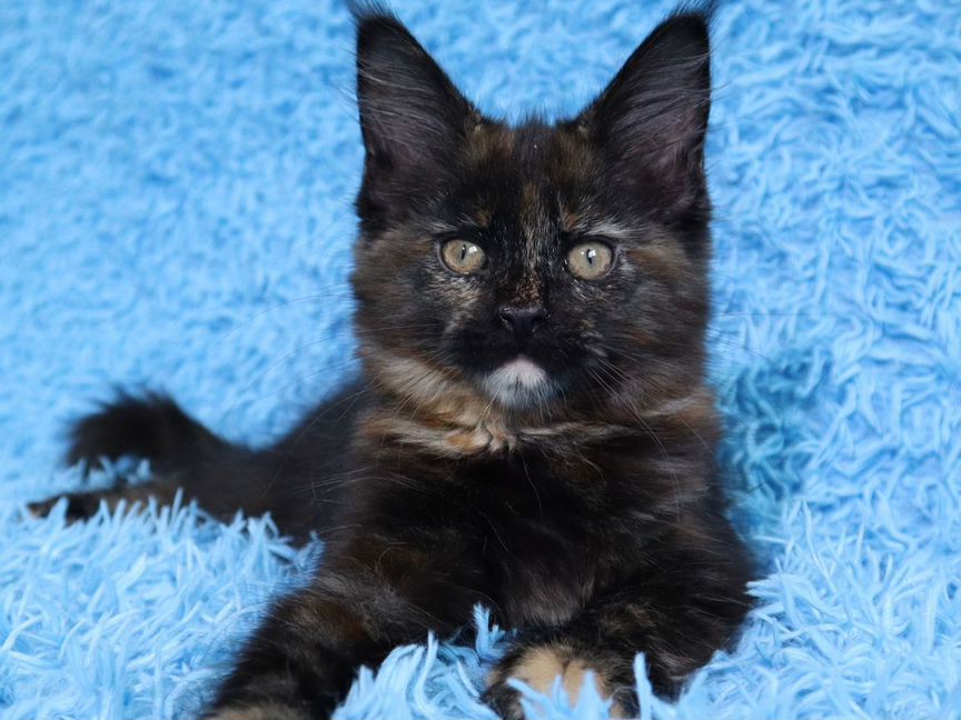 Кошечка Мейн Кун от титулованных родителей