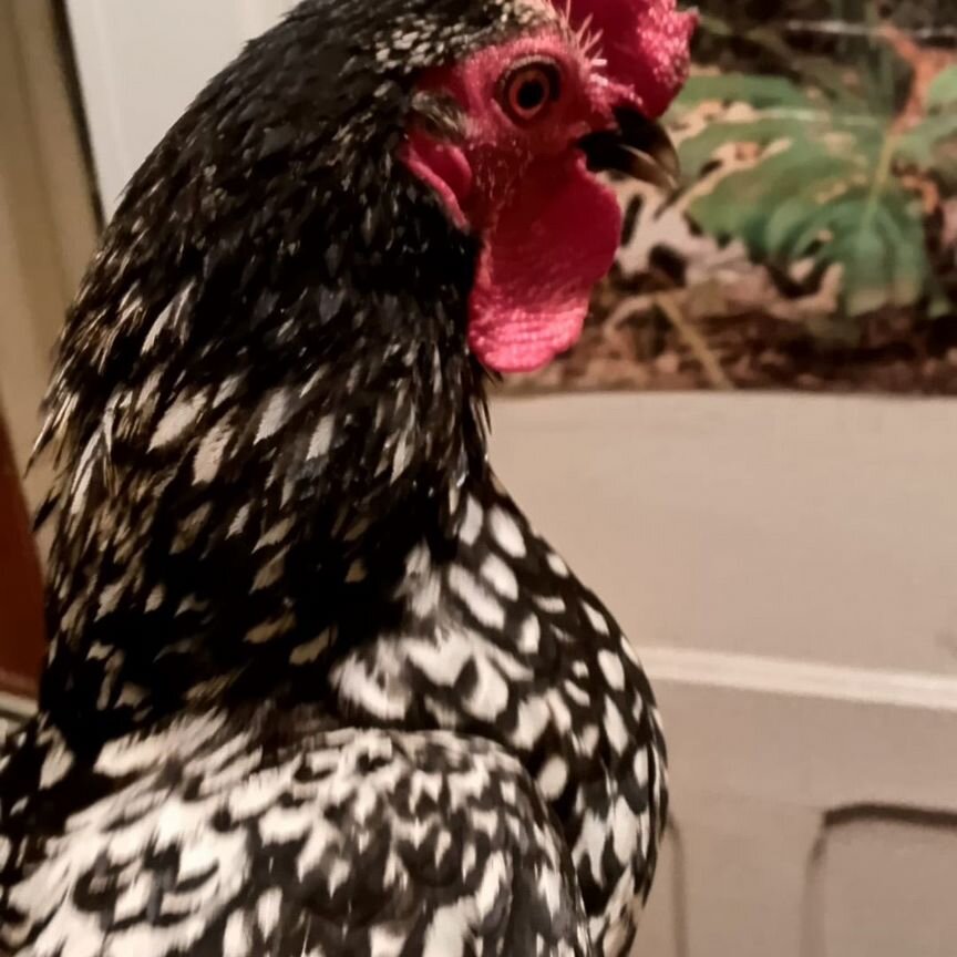 Петушки сибрайты