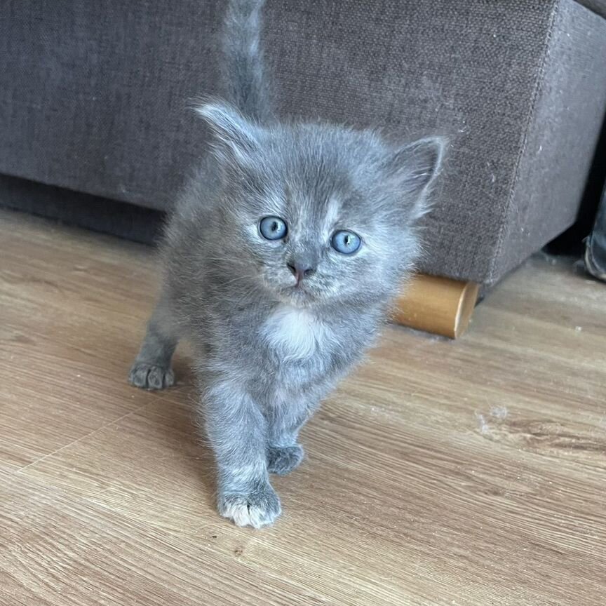 Кошечка