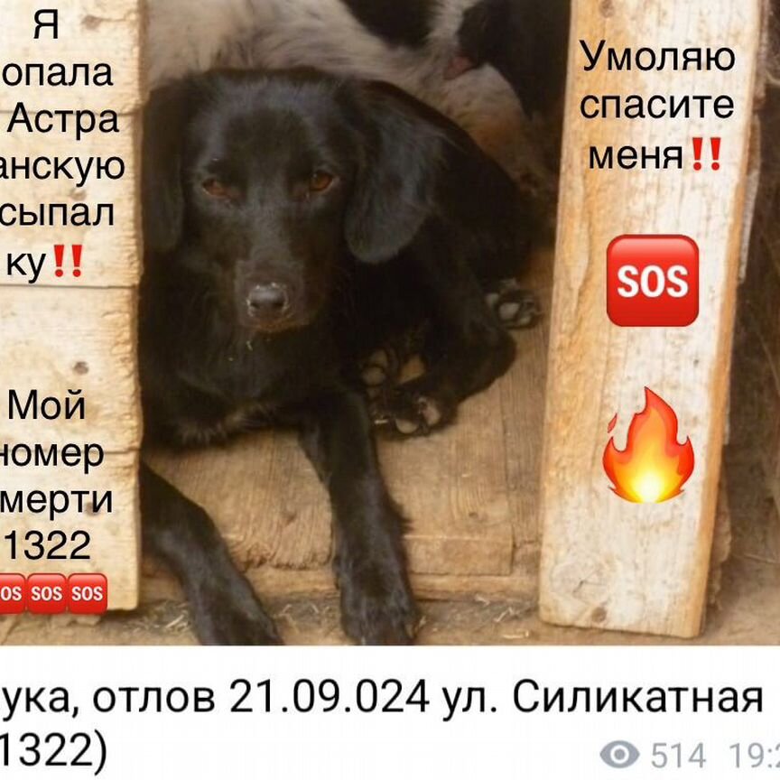 Собака в усыпалке