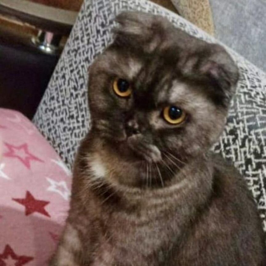 Шотландские вислоухие