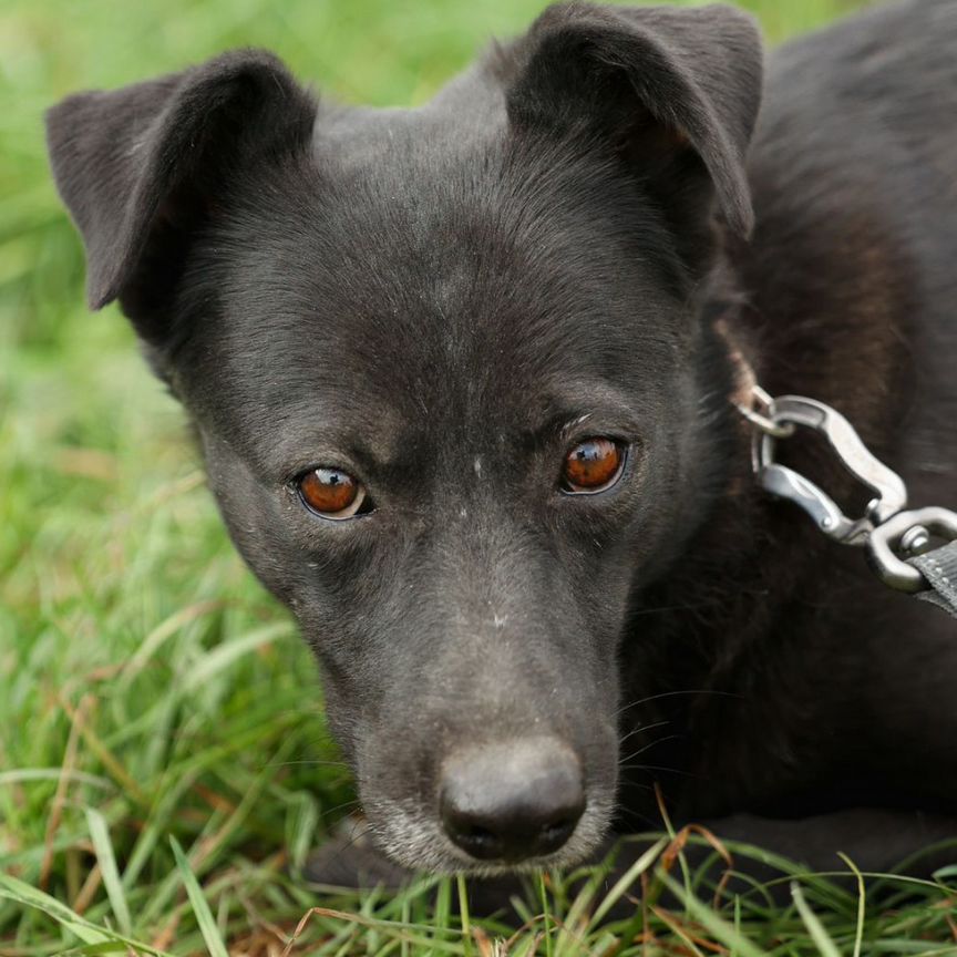 Добрая собачка Зара ищет дом