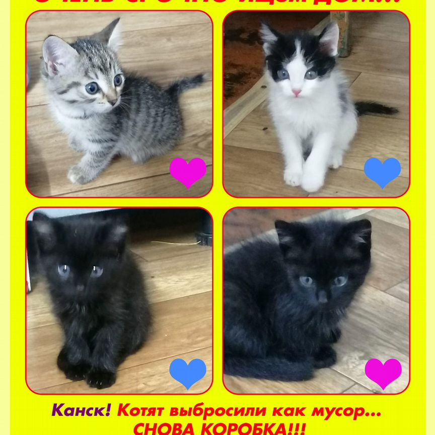 Котята в добрые руки