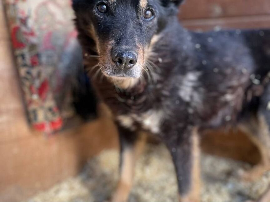 Пожилая собака всю жизнь провела в приюте