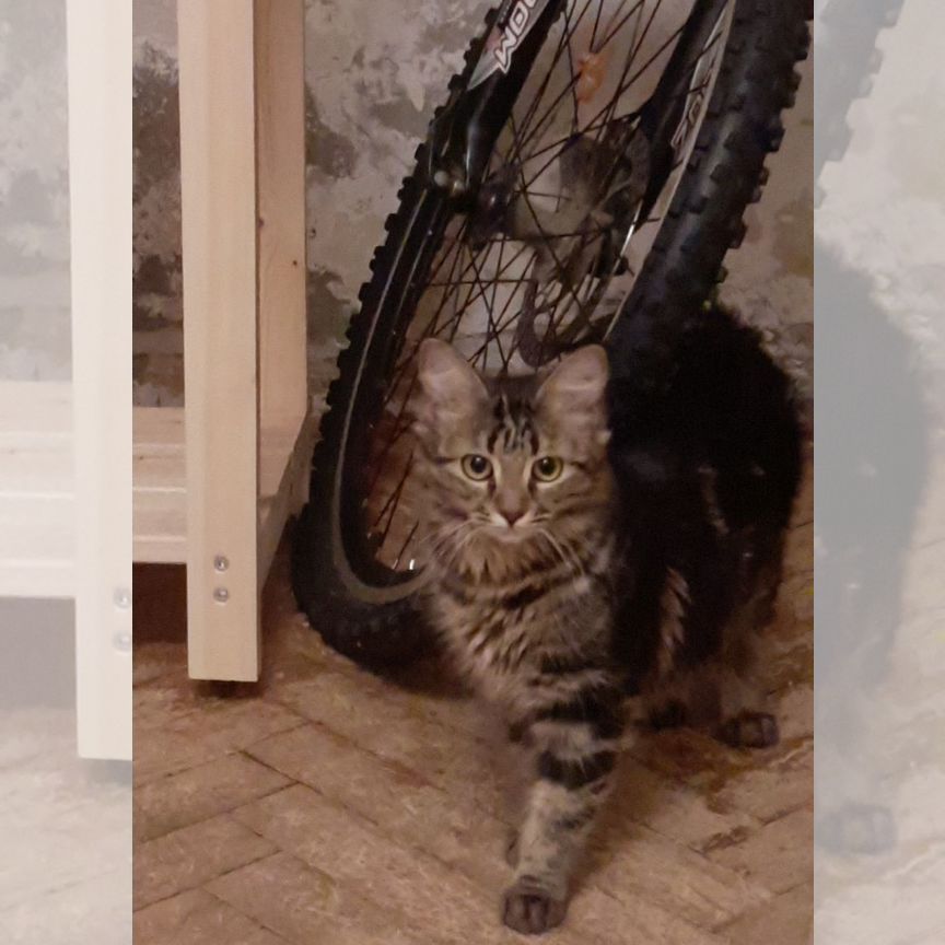 Котята в добрые руки бесплатно девочка
