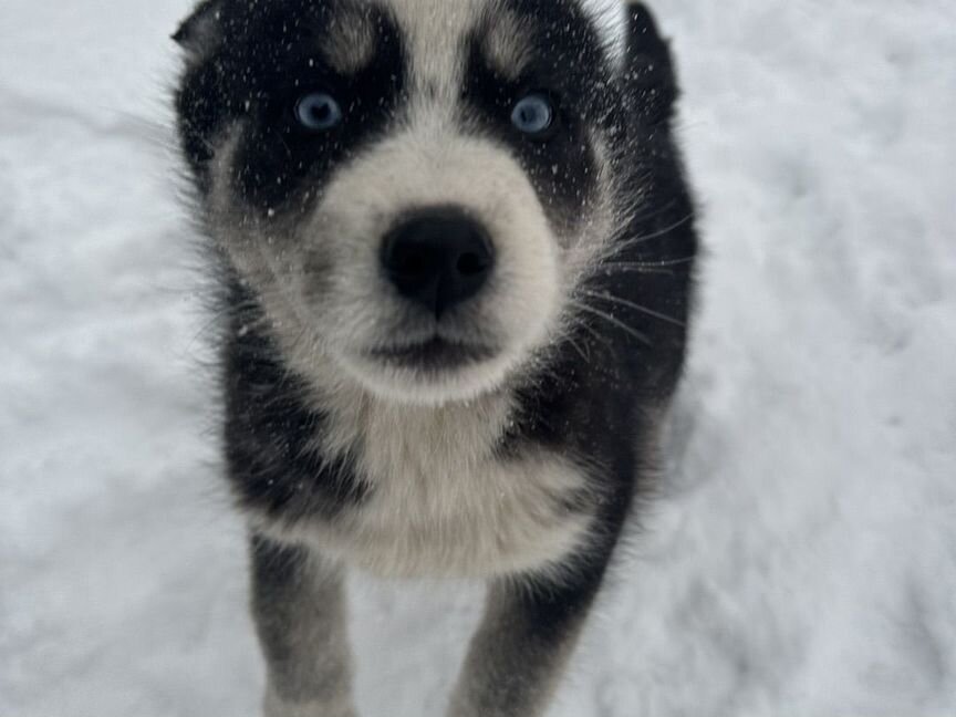 Отдам в хорошие руки щенков