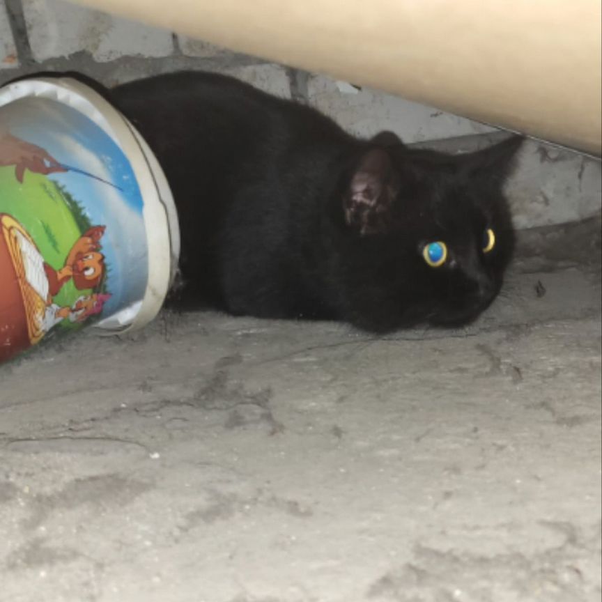 Котик ищем хозяев