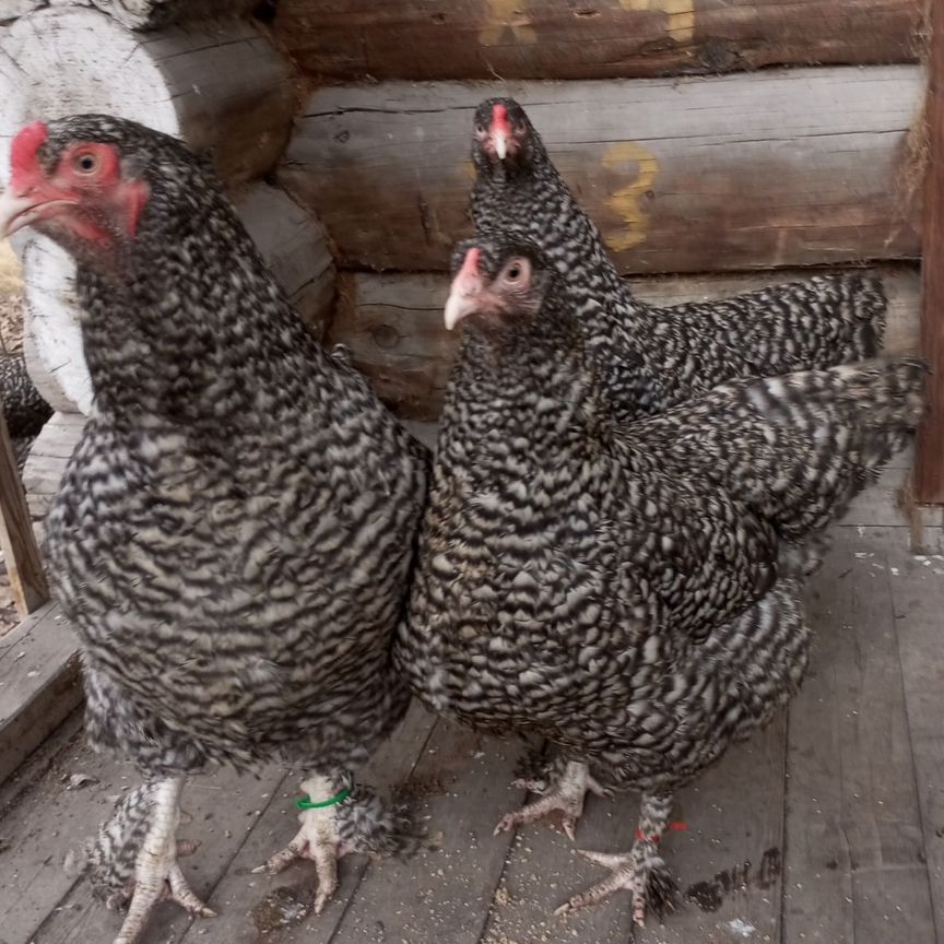 Куры мехеленская кукушка индейкоголовая