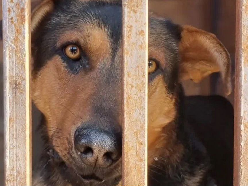 Потрясающий пёс из приюта ищет дом