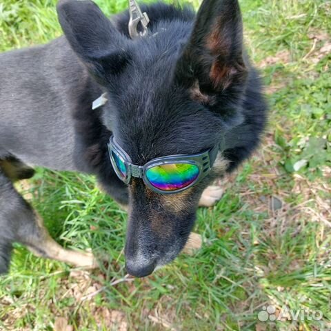 Грей из приюта