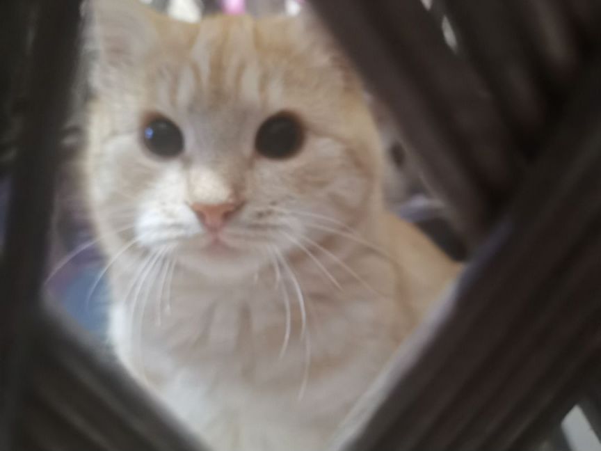 Умнейшая и красивейшая кошечка