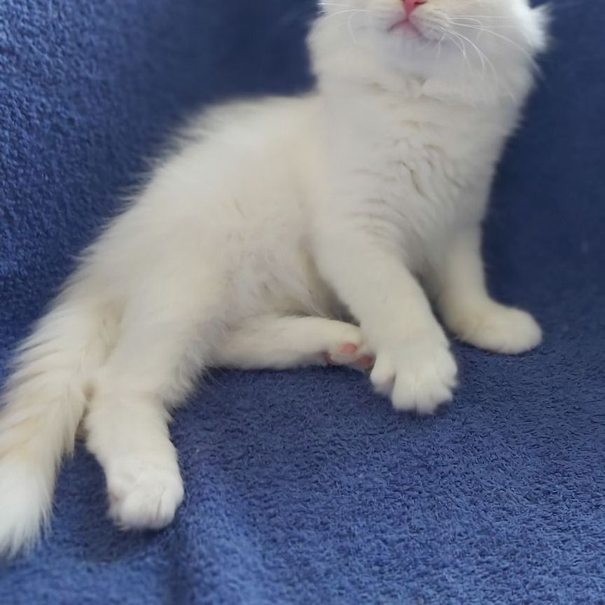 Невский мальчик