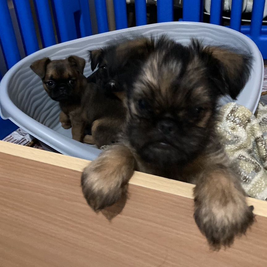 Гриффончики