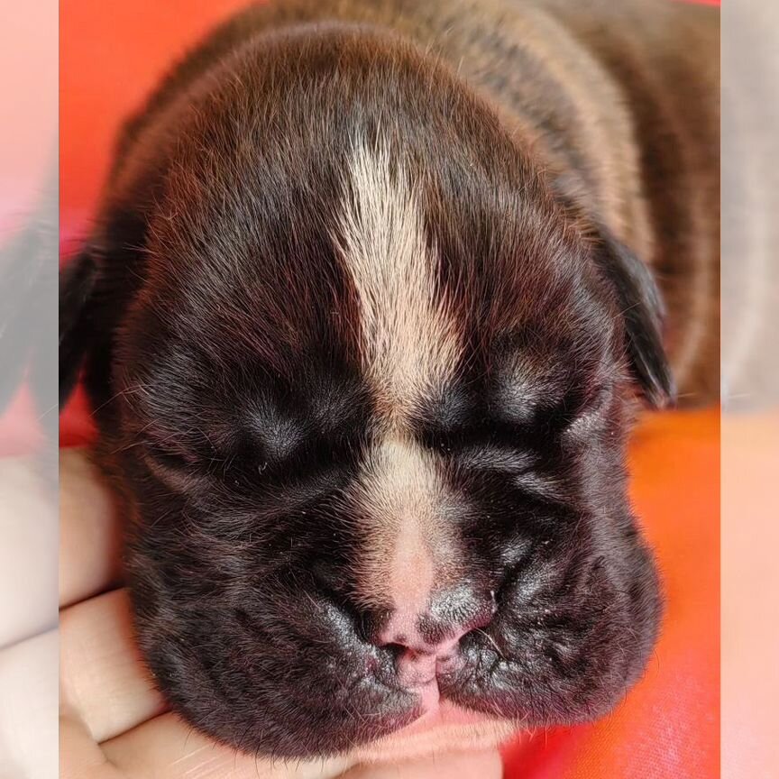 Боксер, щенок