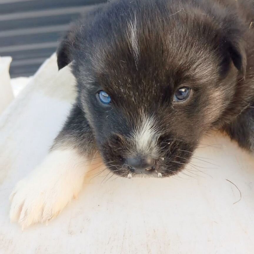 Щенок в добрые руки бесплатно