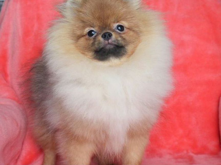 Померанский шпиц девочка