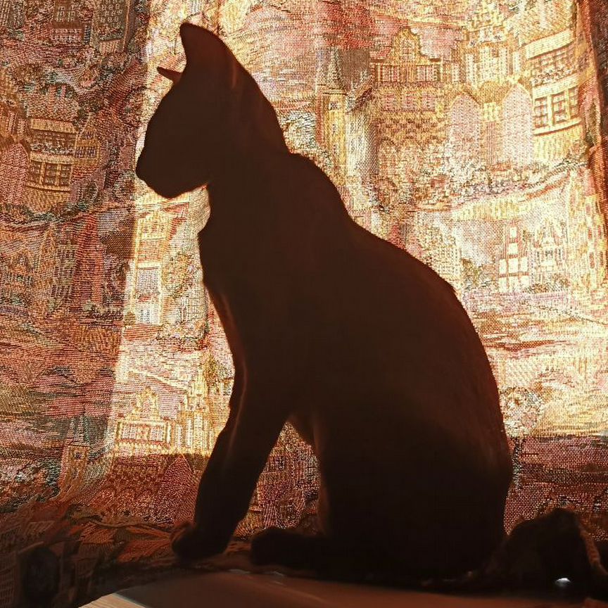 Ориентальная, взрослая кошка