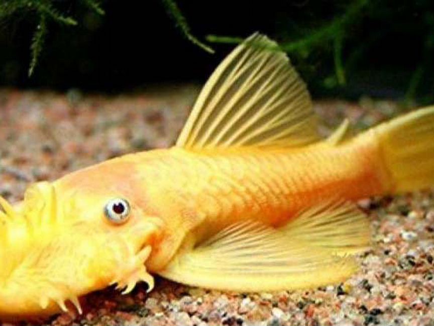 Номерной сом, L 144,анциструс