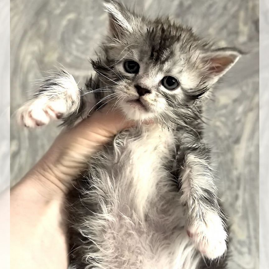 Мейн-кун котёнок