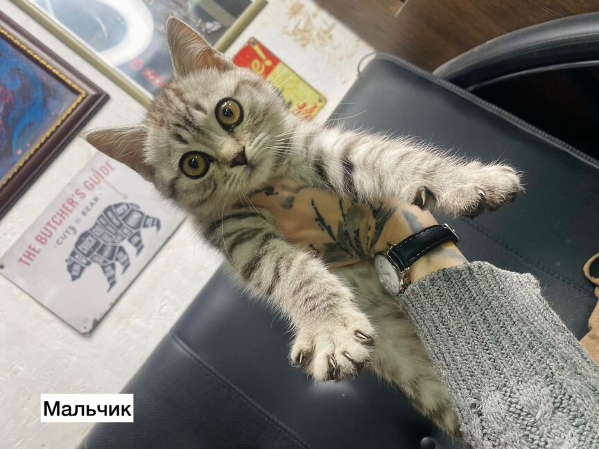 Выброшенные котята