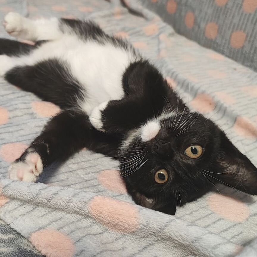 Черный котенок