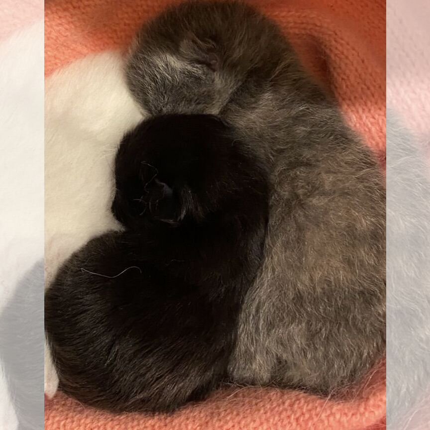 Котята