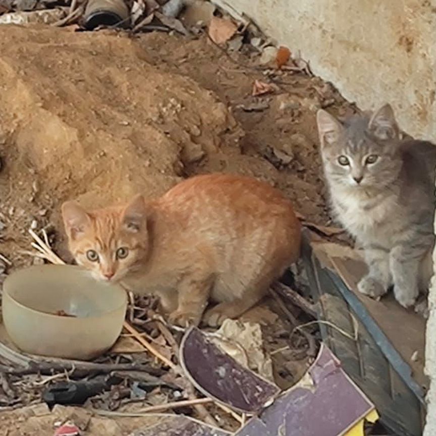 Котята мёрзнут на улице