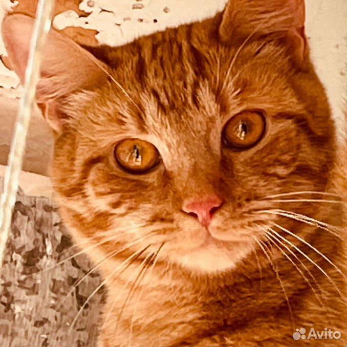Рыжий брутальный котик ищет дом в добрые руки