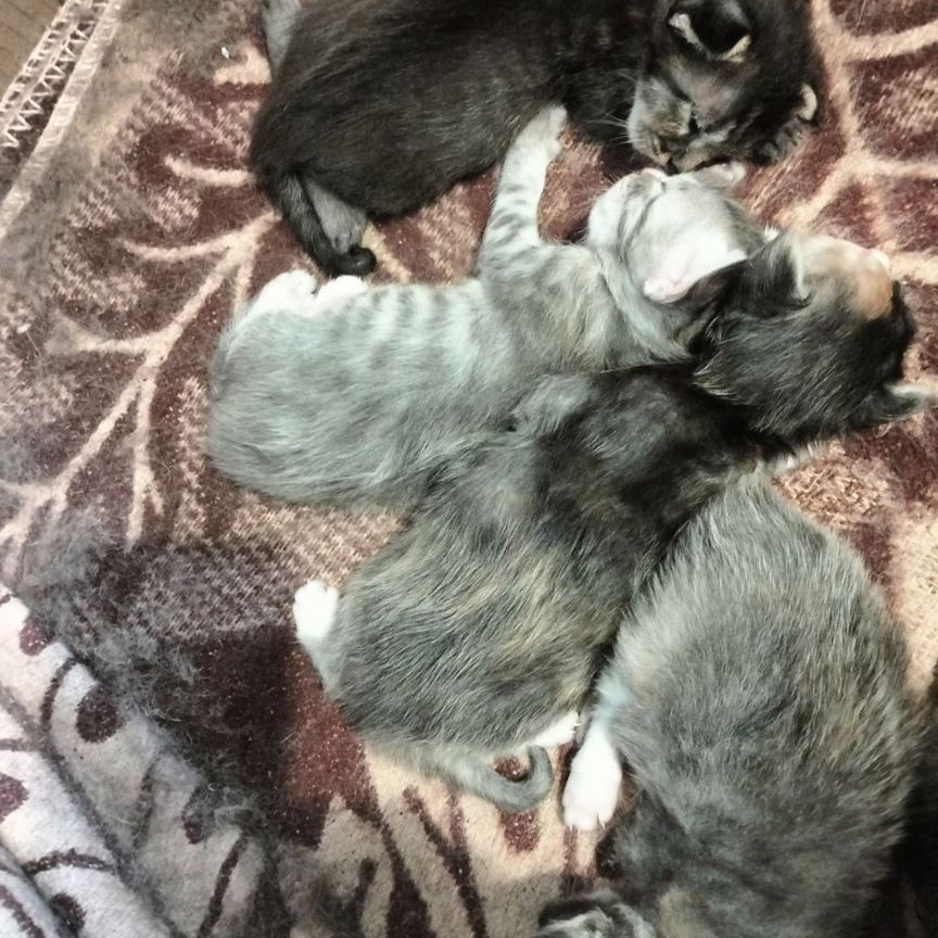 Котята