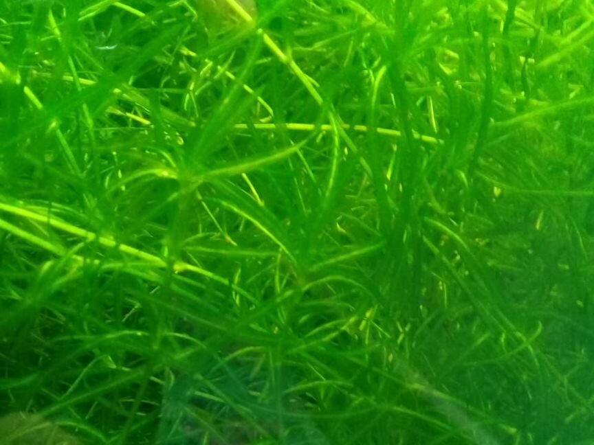 Растения в аквариум