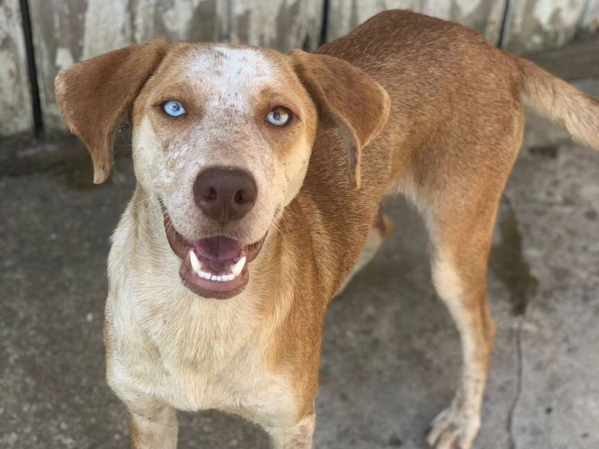 Собака в добрые руки