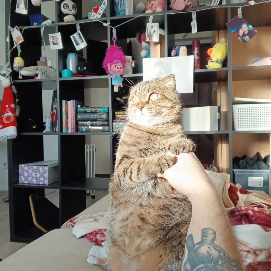 Шотландская вислоухая короткошёрстная, взрослая кошка