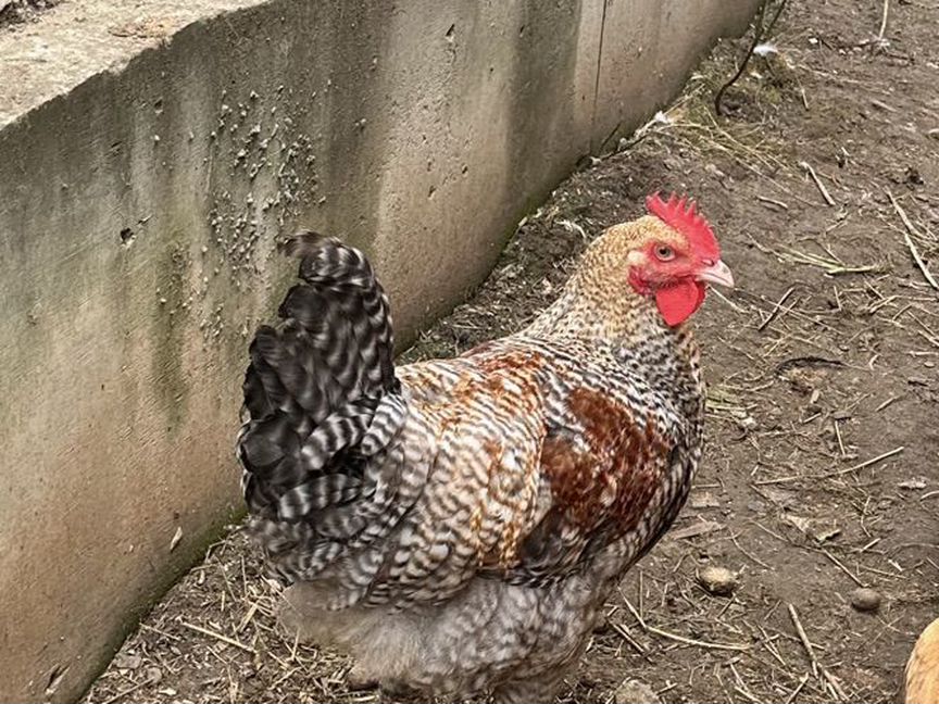 Продам молодого петуха билефельдер