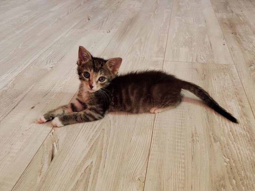 Котенок который выжил