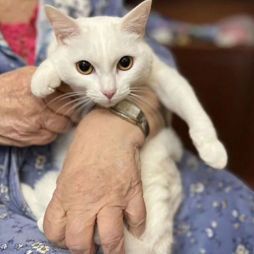 Турецкая ангора котёнок