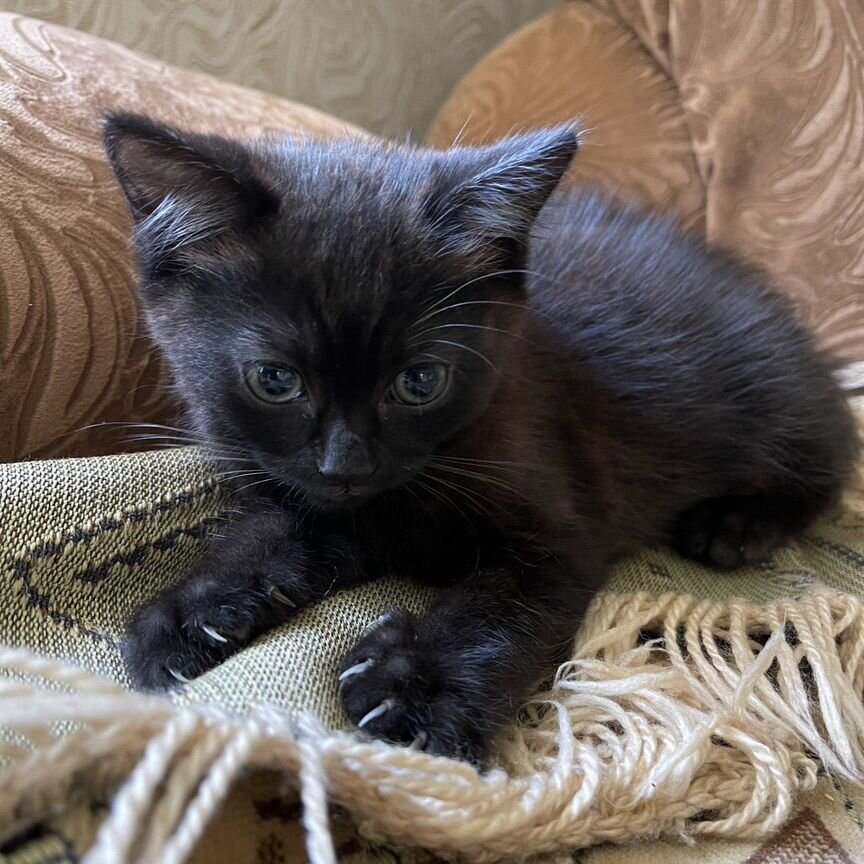 Котенок