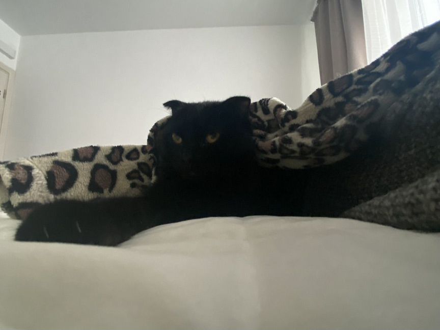 Черная вислоухая кошка