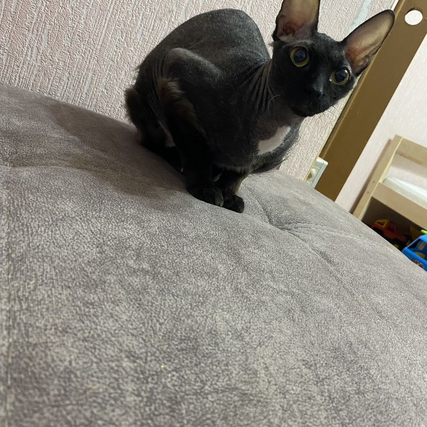 Отдам бесплатно помесь сфинкс