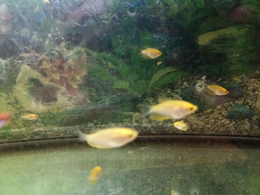 Аквариумные рыбки гурами