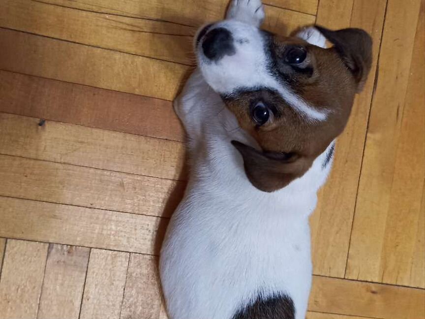 Джек рассел терьер девочка