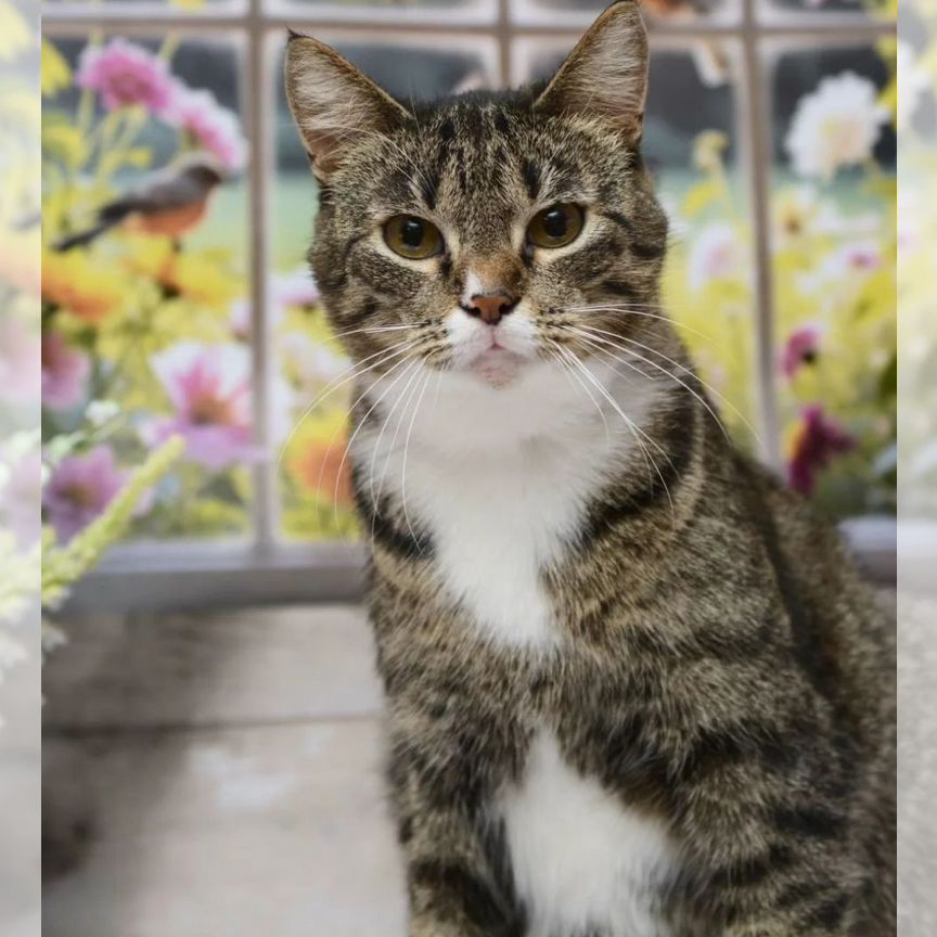 Взрослая, кошка в добрые руки