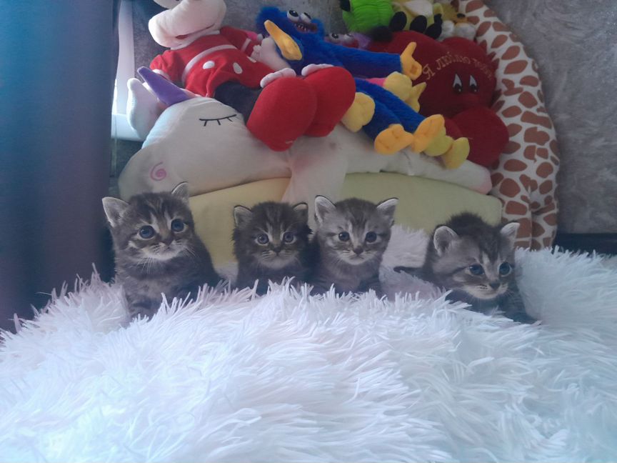 Котята