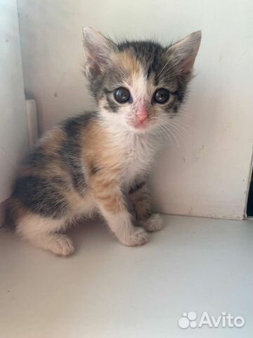 Маруся в поисках семьи