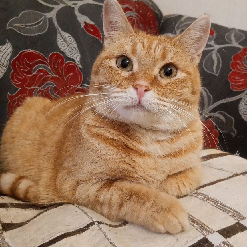 Взрослая кошка в добрые руки