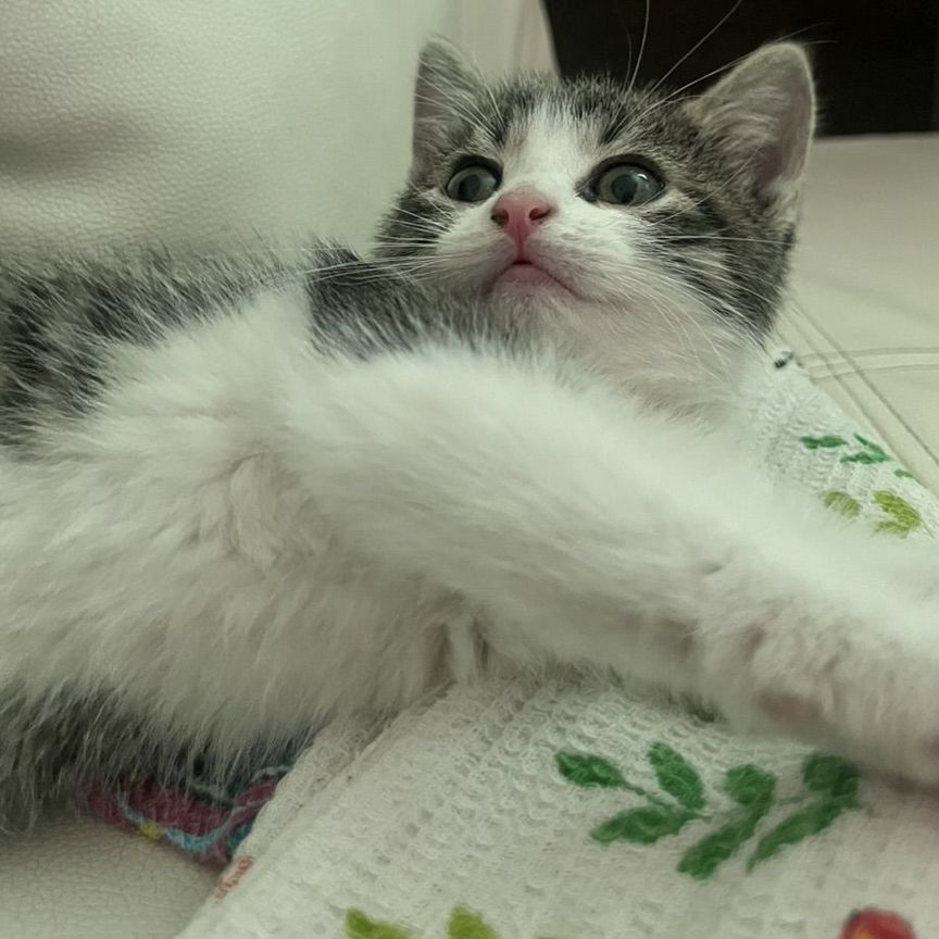 Котёнок в добрые руки