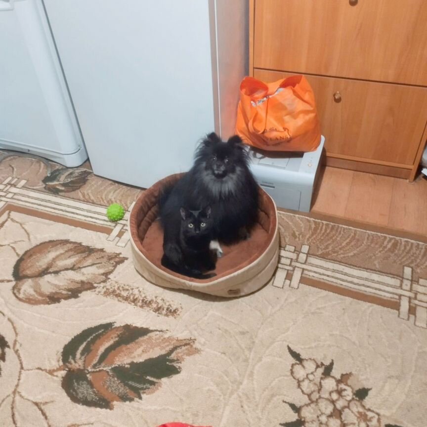 Отдам кота в добрые руки бесплатно