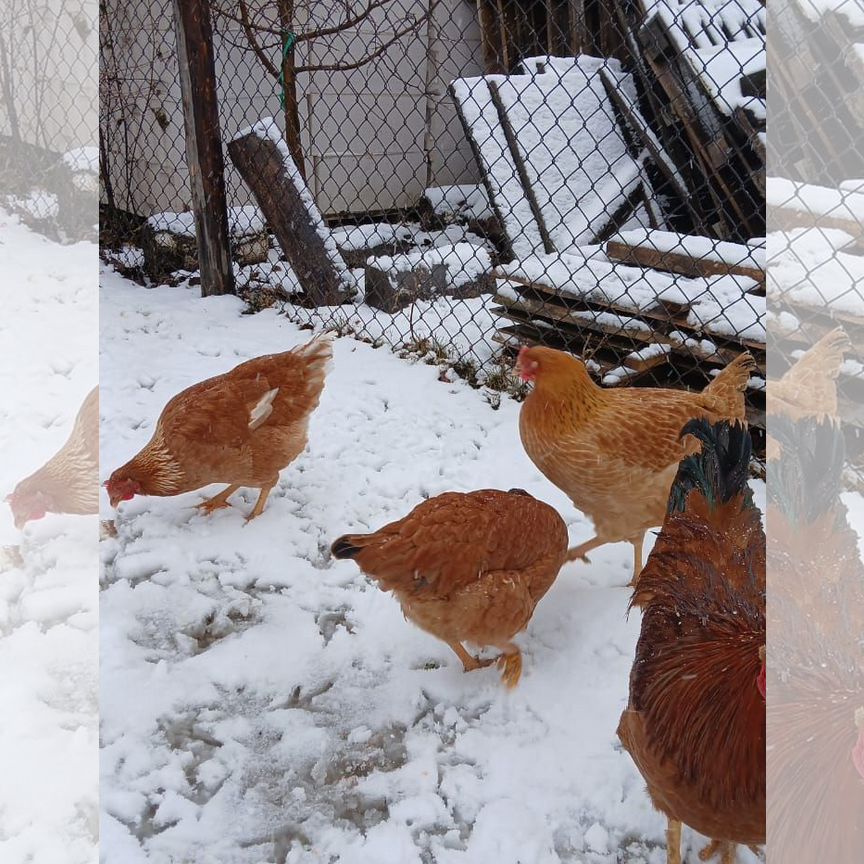 Куры молодки